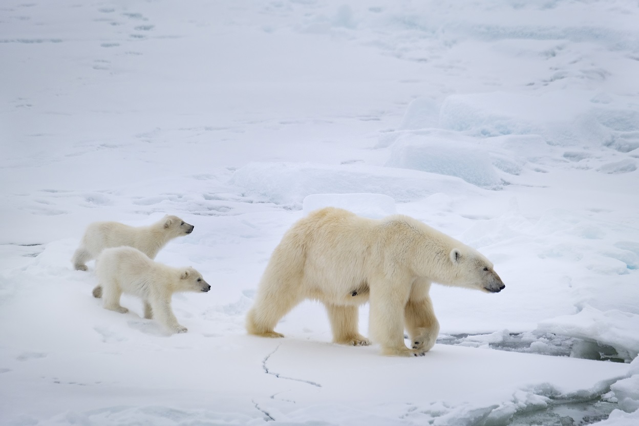 Disneynature's Polar Bear Inspires Change & Gives Hope