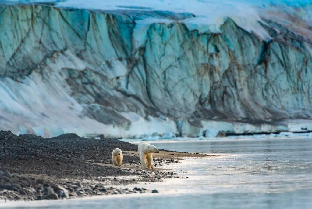 Disneynature's Polar Bear Inspires Change & Gives Hope