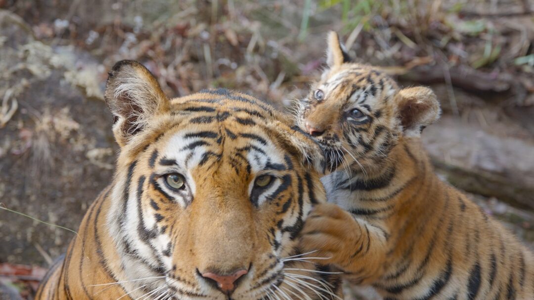 Disneynature's Tiger Showcases The Love Of A Mother